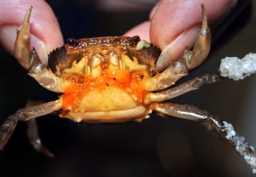 PANZERWELTEN …from crab science to crab keeping…