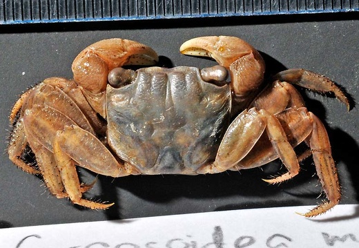 Parasesarma (De Man, 1895) | PANZERWELTEN …from crab science to crab ...