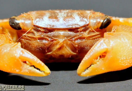 Parasesarma (De Man, 1895) | PANZERWELTEN …from crab science to crab ...