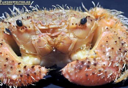 PANZERWELTEN …from crab science to crab keeping…