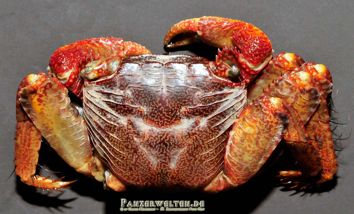Goniopsis / G cruentata | PANZERWELTEN …from crab science to crab keeping…